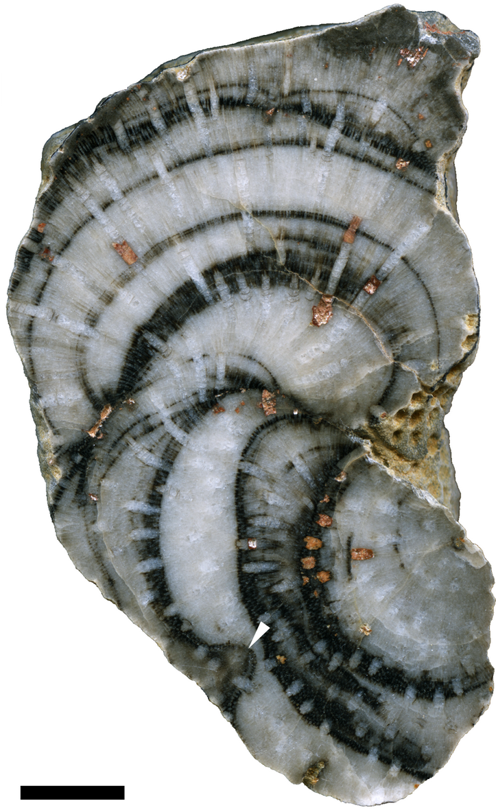 Paleoekologia heliolitidów