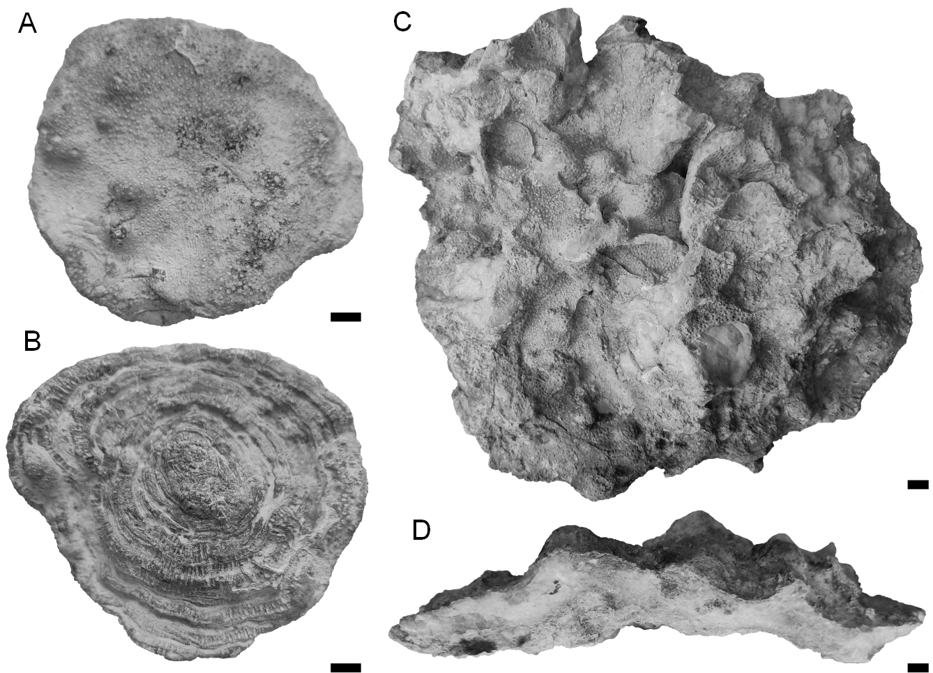 Paleoekologia heliolitidów